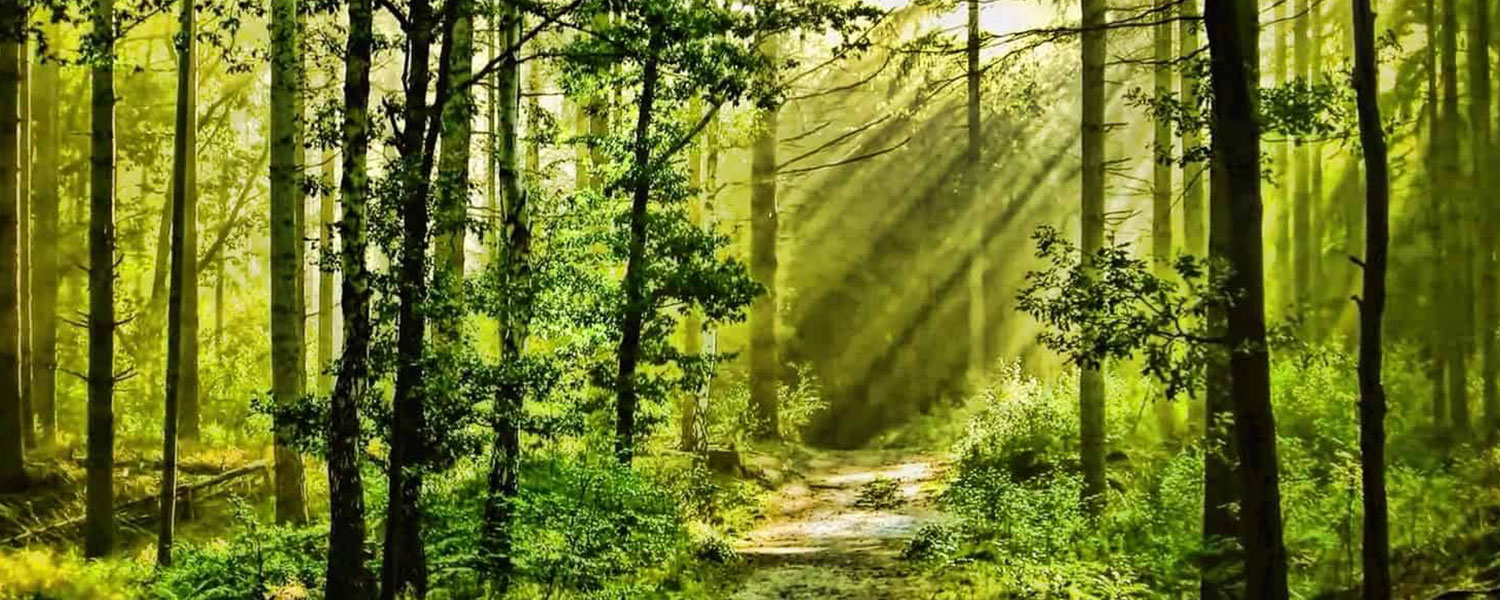 Stunning Forests in and around Delhi to Discover Greenery