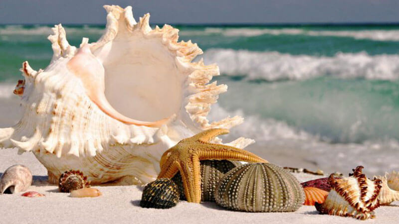 Souvenirs to Buy from Kerala Trip-EaseMyTrip.com