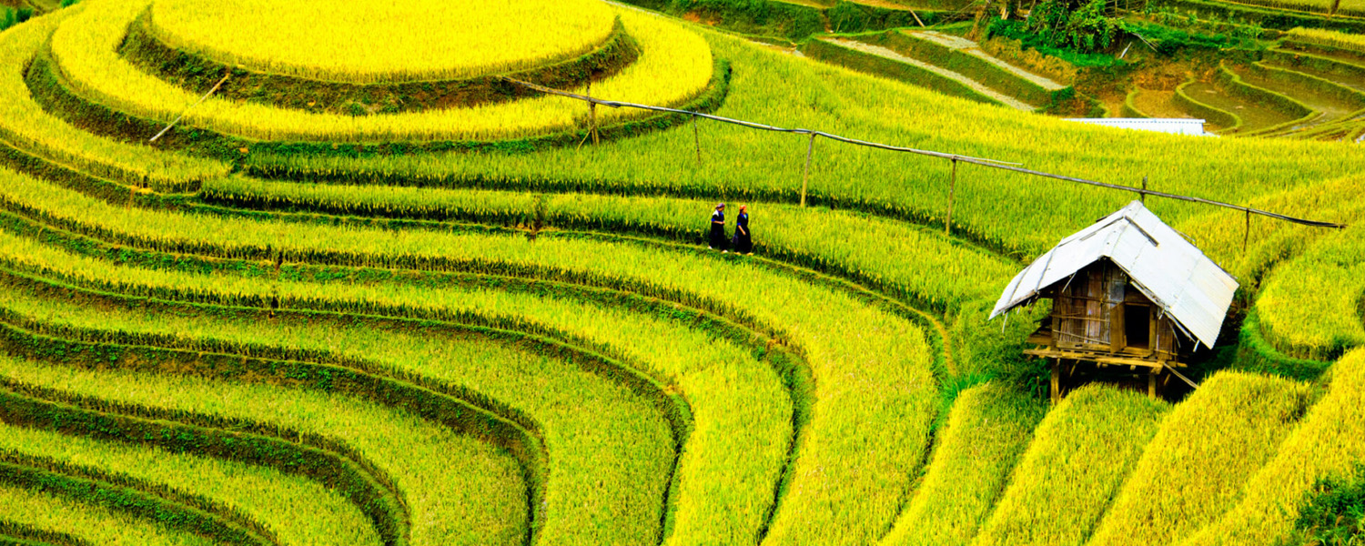 Beautiful Rice Terraces in Asia that are Stairways to Heaven